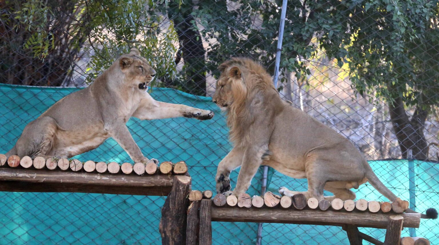 Visit Bhopal’s Van Vihar: An Unforgettable Experience for Tourists with ...